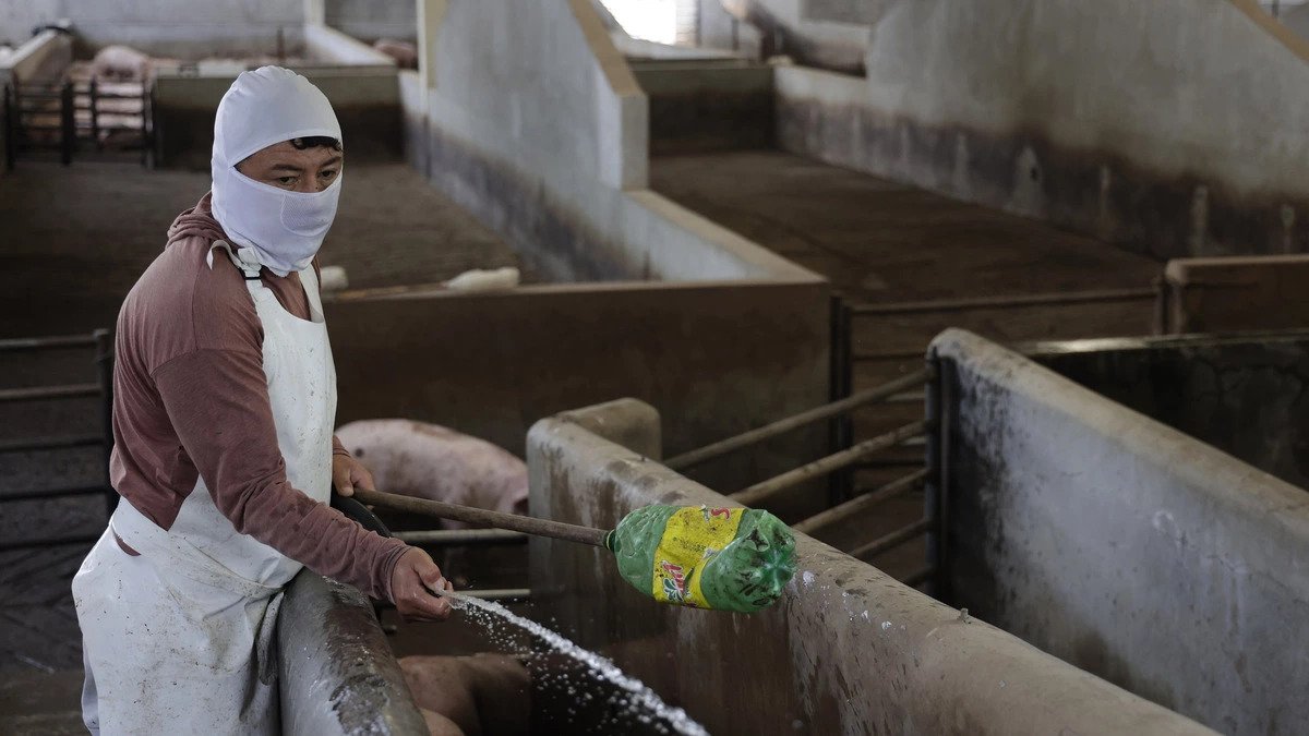 Licita gobierno estatal equipamiento para rastros en municipios de ...