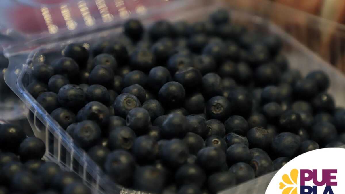 Cosecha tus propios frutos en el Berries Club 2023 en Zacatlán ...