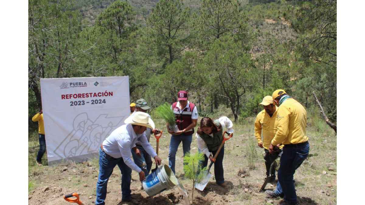 Con 20 mil árboles a plantar, inicia segunda campaña de reforestación ...