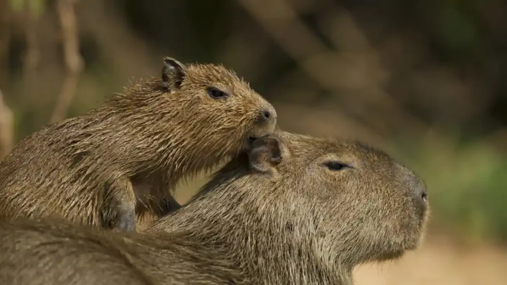 ¿Qué es un capibara? - Ambas Manos