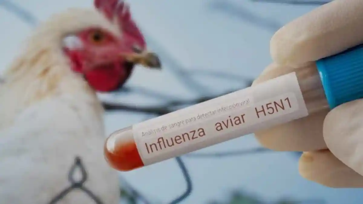 Confirman el primer caso humano de influenza aviar en México - Ambas Manos