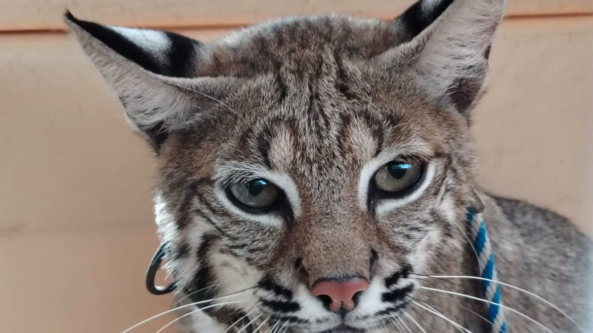 Profepa aseguró un gato montés en Puebla - Ambas Manos